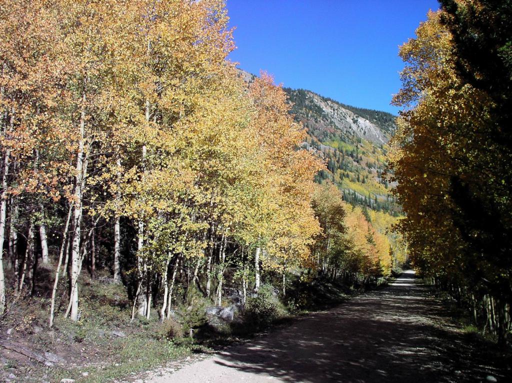 Aspens Changing Color | Senior Forums Aspens Changing Color | Senior Forums