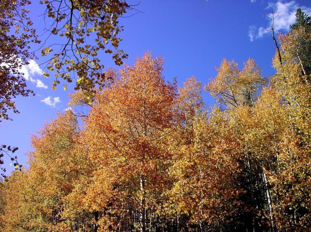 Aspens Changing Color | Senior Forums Aspens Changing Color | Senior Forums